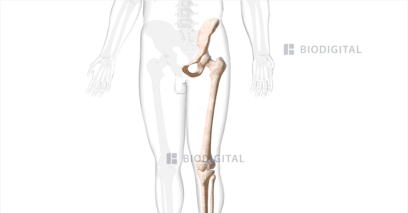 Lower Limb Unlabeled