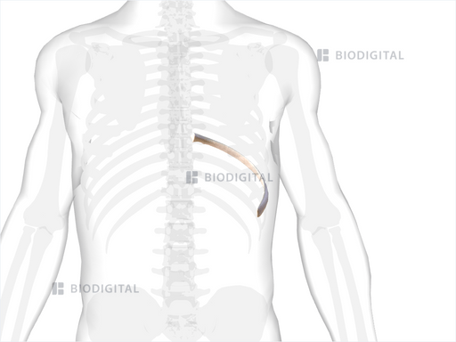 Left ninth rib | BioDigital Anatomy