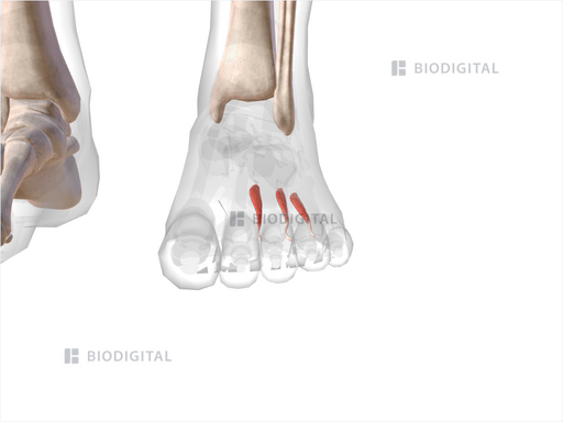 Plantar interosseous muscles of left foot | BioDigital Anatomy