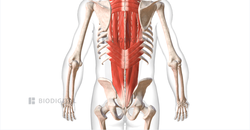 Back Muscles Anatomy Chart