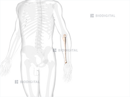 Left ulna | BioDigital Anatomy
