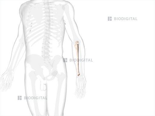 Left ulna | BioDigital Anatomy