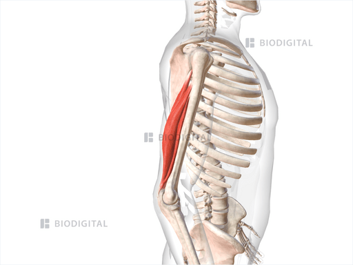 Right triceps brachii | BioDigital Anatomy