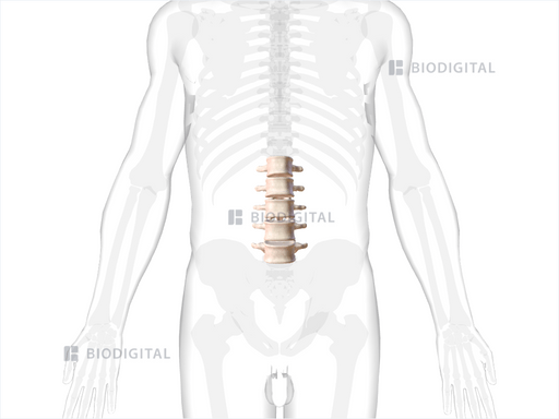 Lumbar vertebrae | BioDigital Anatomy