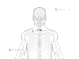 Seventh cervical vertebra | BioDigital Anatomy