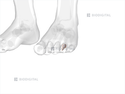Phalanges of left fourth toe | BioDigital Anatomy
