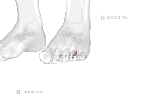 Phalanges of left fourth toe | BioDigital Anatomy