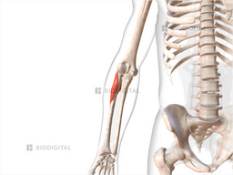 Right supinator | BioDigital Anatomy