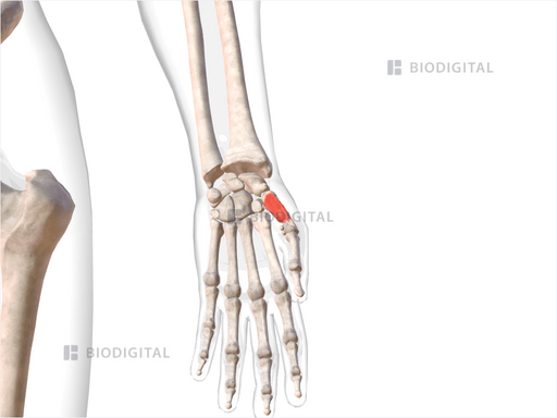 Left opponens pollicis | BioDigital Anatomy