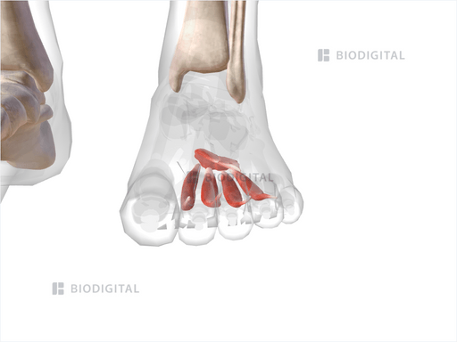 Middle plantar muscles of left foot | BioDigital Anatomy