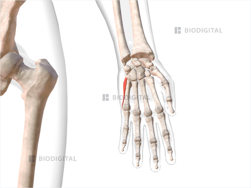 Left flexor digiti minimi brevis of hand | BioDigital Anatomy