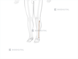 Left fibula | BioDigital Anatomy