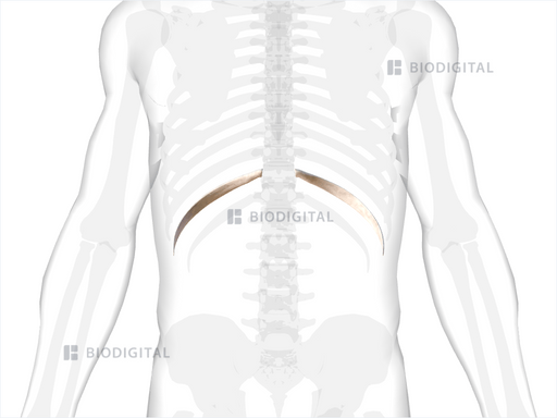 Eleventh rib | BioDigital Anatomy