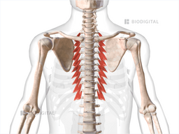 Levatores costarum | BioDigital Anatomy
