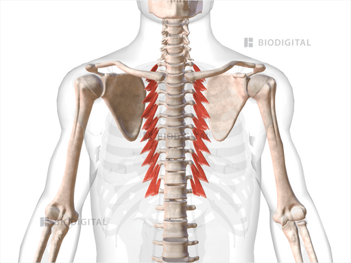 Levatores costarum | BioDigital Anatomy