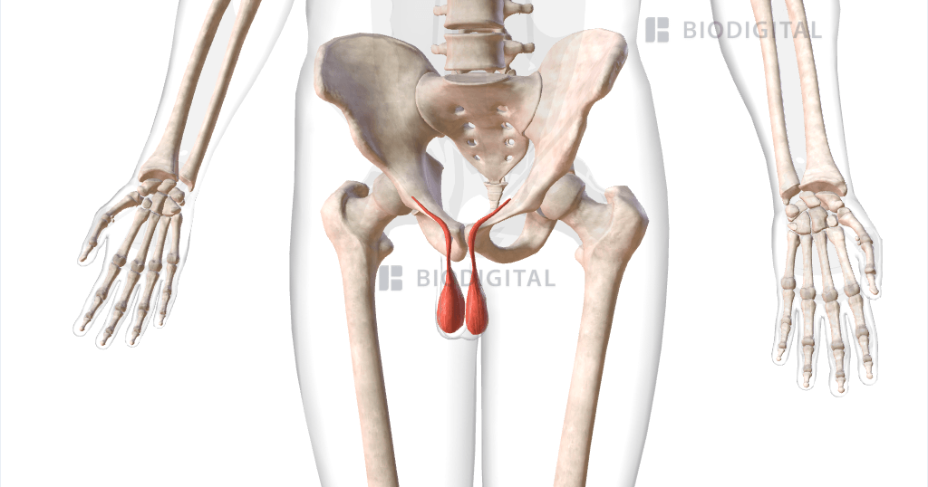 Cremaster Muscle Anatomy