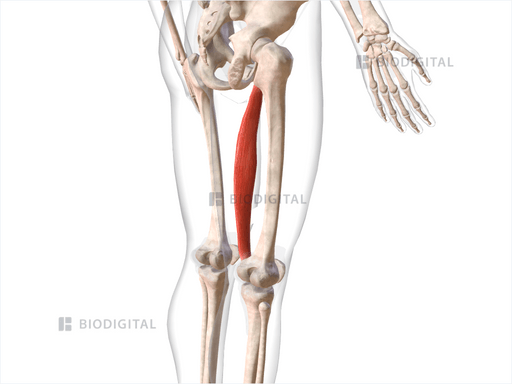 Right gracilis | BioDigital Anatomy