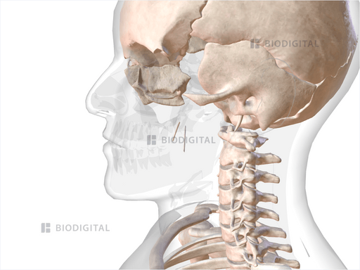 Pterygomandibular raphe | BioDigital Anatomy