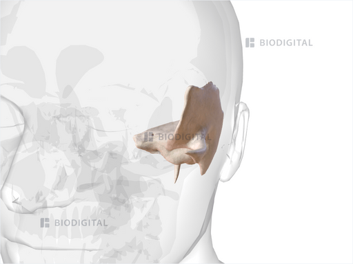 Left temporal bone | BioDigital Anatomy