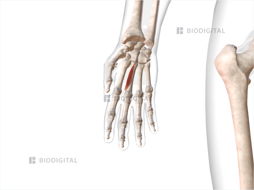 Second lumbrical muscle of right hand | BioDigital Anatomy