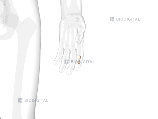 Middle phalanx of left index finger | BioDigital Anatomy