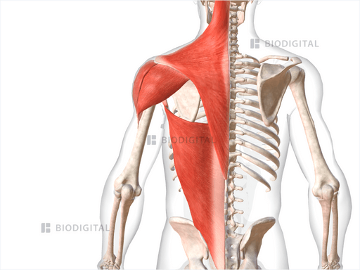 Superficial muscles of left shoulder | BioDigital Anatomy