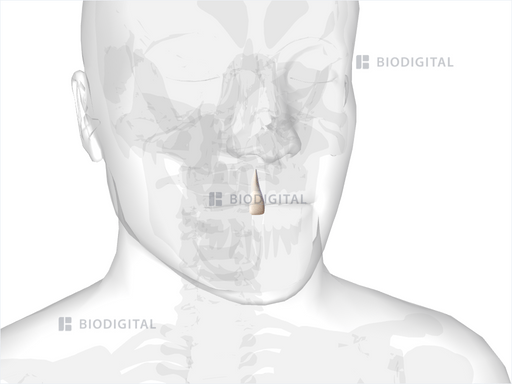 Right maxillary central incisor | BioDigital Anatomy