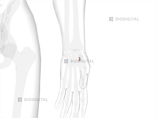 Left trapezoid | BioDigital Anatomy
