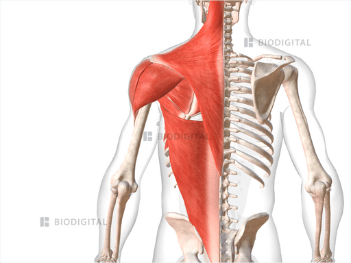 Muscles of left shoulder | BioDigital Anatomy