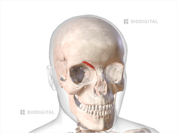 Right depressor supercilii | BioDigital Anatomy