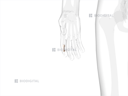 Middle phalanx of right index finger | BioDigital Anatomy