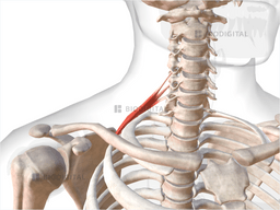Right posterior scalene | BioDigital Anatomy