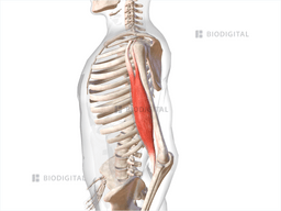 Left biceps brachii | BioDigital Anatomy