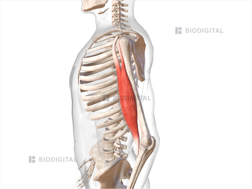 Left biceps brachii | BioDigital Anatomy
