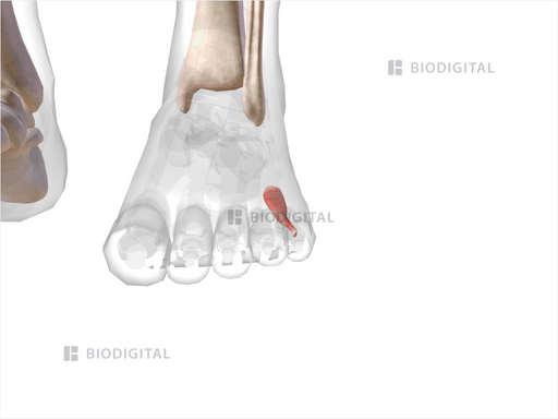 Left flexor digiti minimi brevis of foot | BioDigital Anatomy