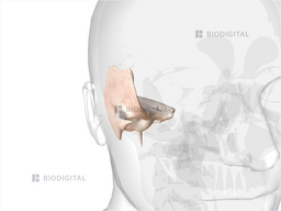 Right temporal bone | BioDigital Anatomy