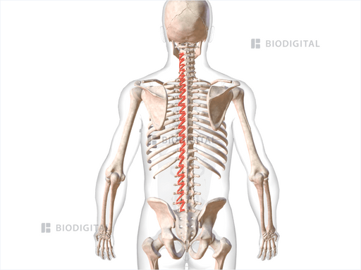 Left rotatores | BioDigital Anatomy