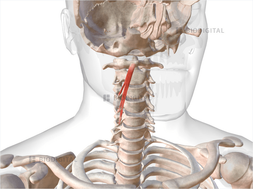 Superior oblique part of right longus colli | BioDigital Anatomy