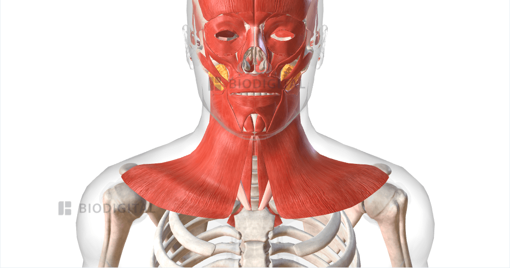 Neck Anatomy Muscles Head And Neck Muscle Anatomy Anatomy Human Body