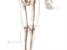 Right articularis genus | BioDigital Anatomy