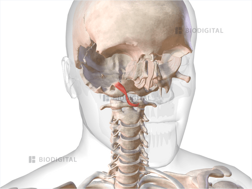Right levator veli palatini | BioDigital Anatomy