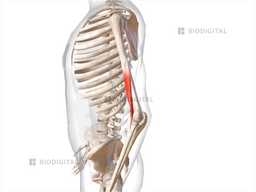 Left brachialis | BioDigital Anatomy