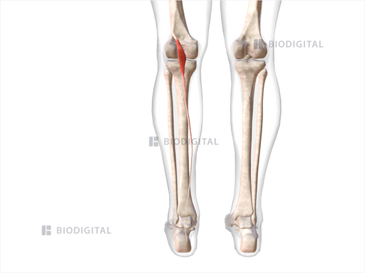 Left plantaris | BioDigital Anatomy