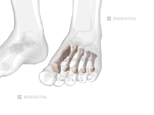 Metatarsal bones of left ankle and foot | BioDigital Anatomy