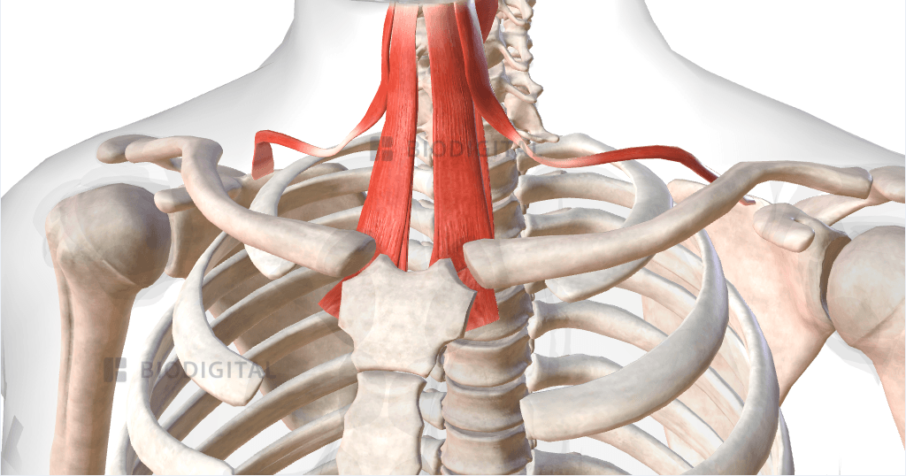 Infrahyoid Muscles Wikipedia