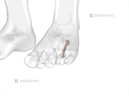 Left fourth metatarsal | BioDigital Anatomy