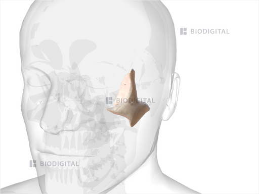 Left zygomatic bone | BioDigital Anatomy