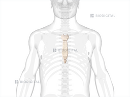 Sternum | BioDigital Anatomy