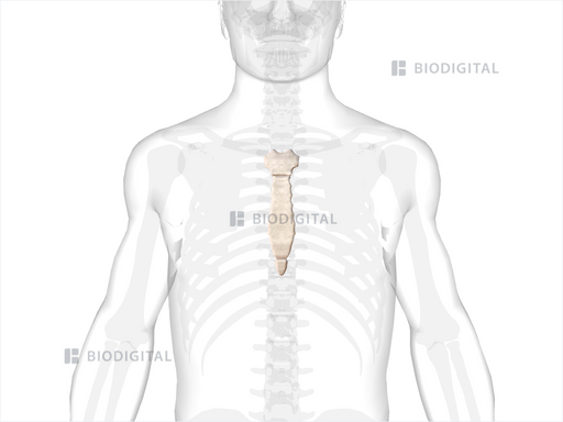 Sternum | BioDigital Anatomy