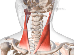 Sternocleidomastoid | BioDigital Anatomy